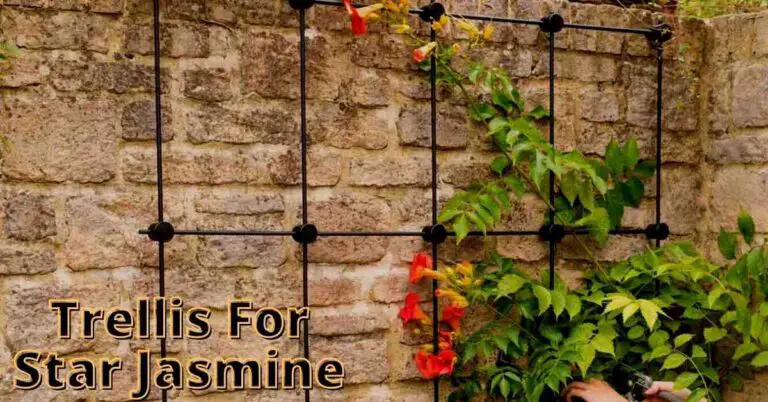 5 Best Trellis for Star Jasmine (Decorate Your Garden)