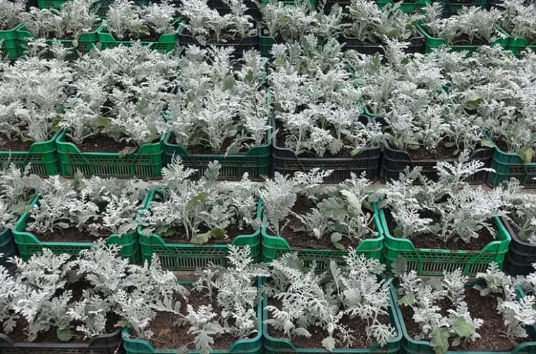 Dusty miller winter care - best ways to protect the plant 2022