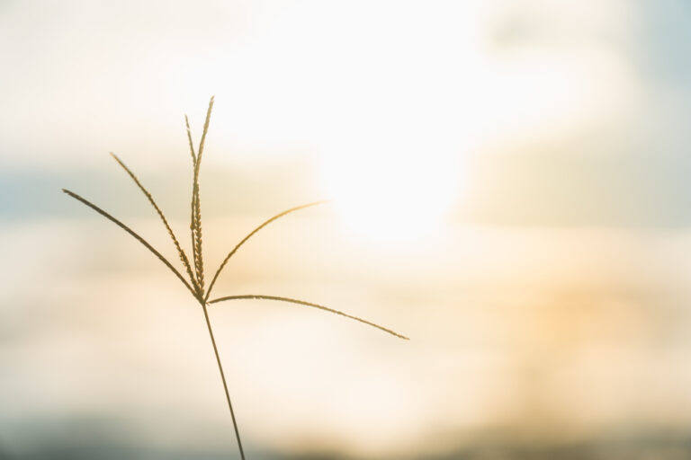 Bermuda Seed Heads Good or Bad: Facts Exposed