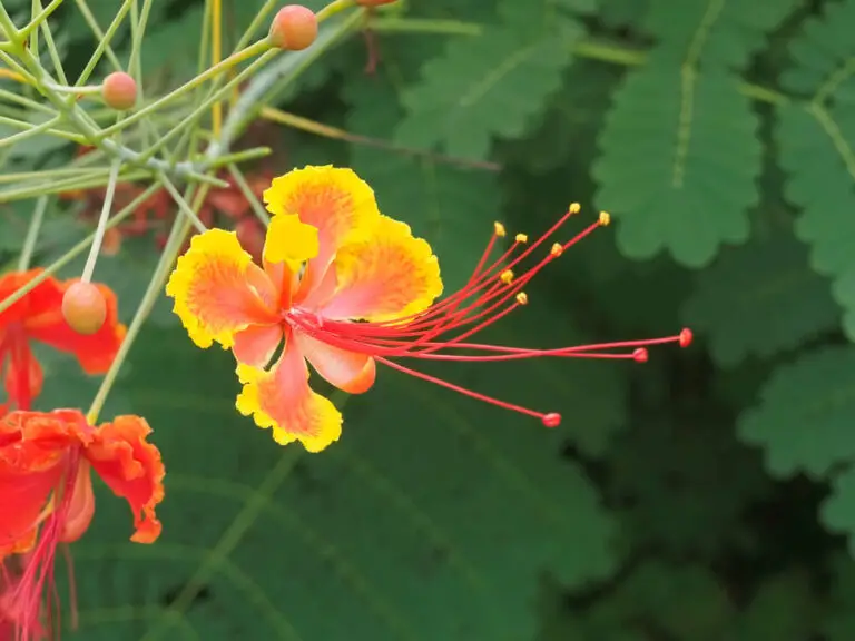 How To Cure Pride Of Barbados Yellow Leaves?